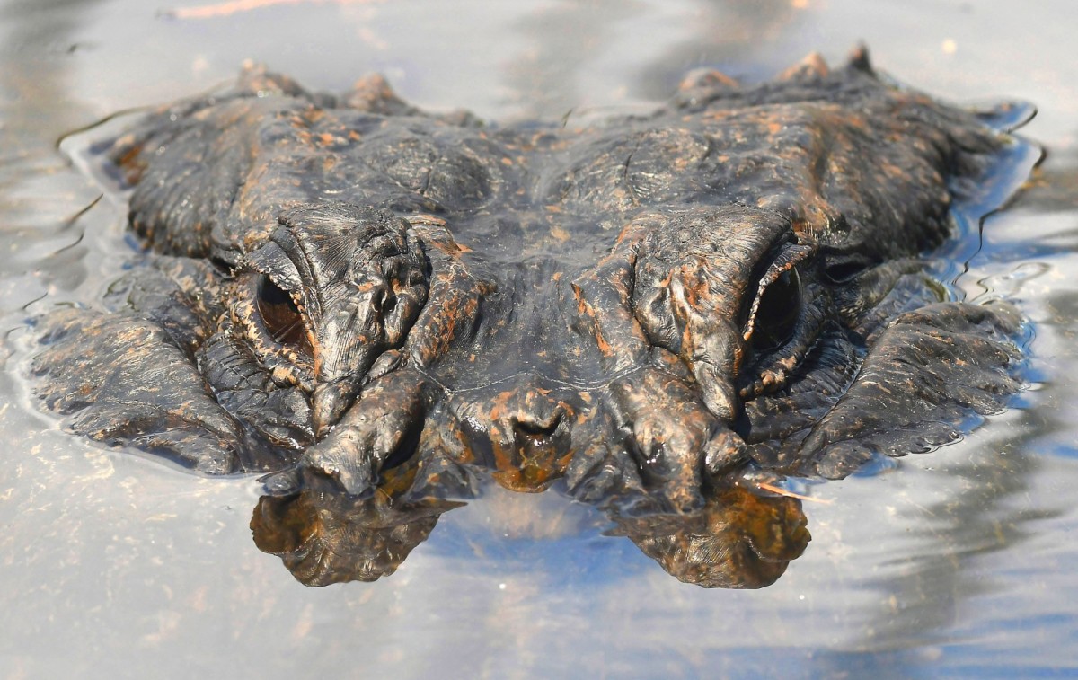 15 Little-Known Facts About Alligators | Light Wave