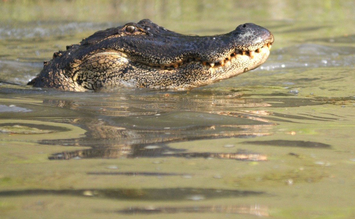 15 Little-Known Facts About Alligators | Light Wave