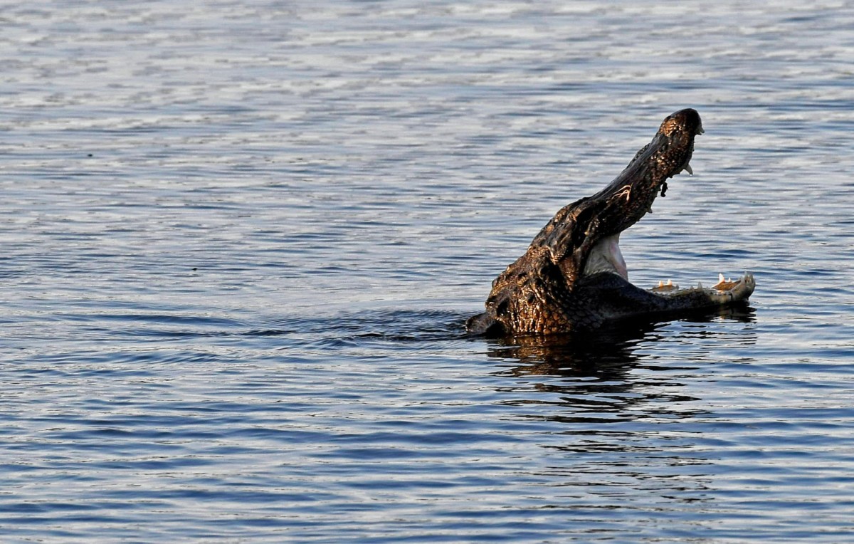 15 Little-Known Facts About Alligators | Light Wave