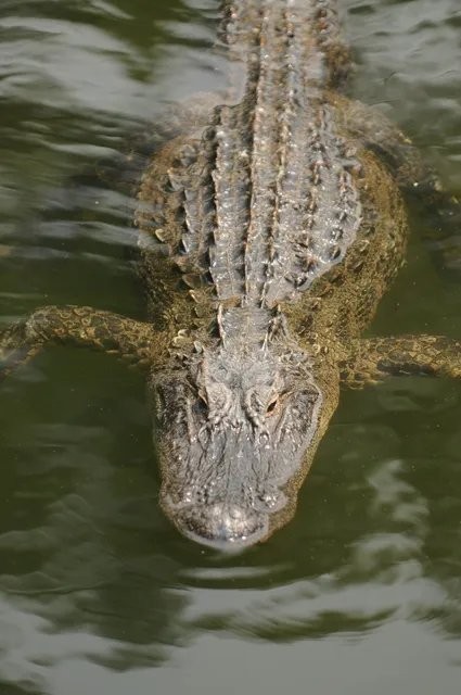 15 Little-Known Facts About Alligators | Light Wave