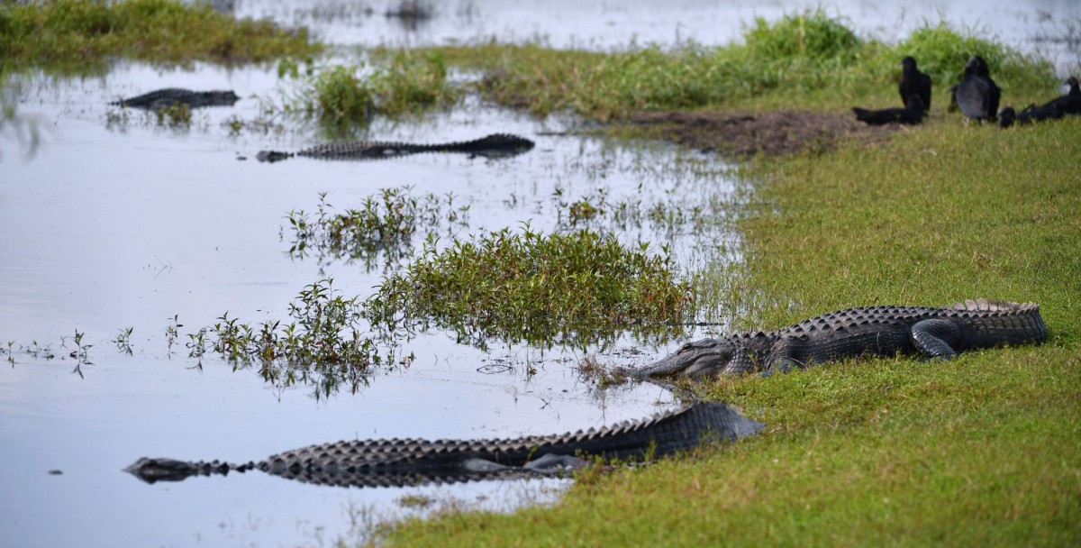 15 Little-Known Facts About Alligators | Light Wave