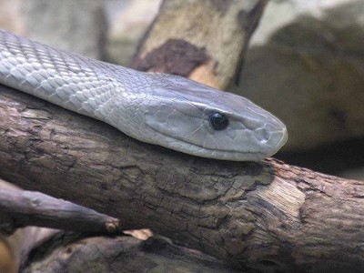 15 Little-Known Facts About Black Mambas | Light Wave
