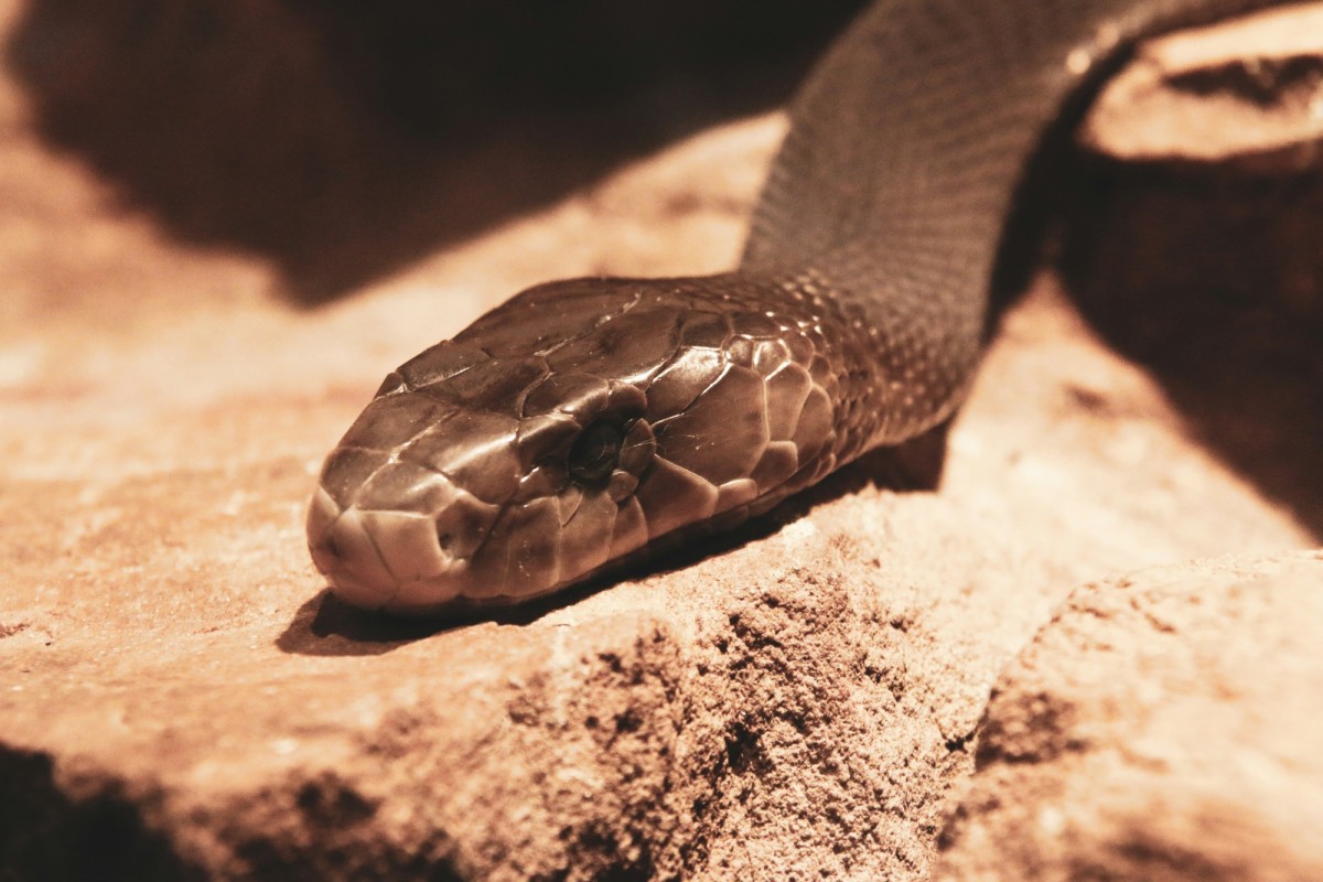 15 Little-Known Facts About Black Mambas | Light Wave