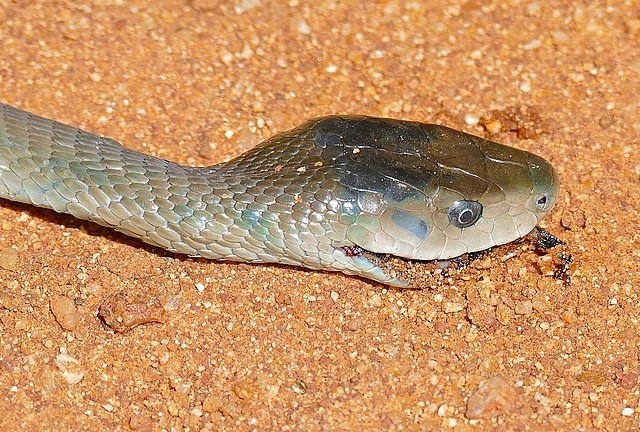 15 Little-Known Facts About Black Mambas | Light Wave