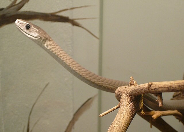 15 Little-Known Facts About Black Mambas | Light Wave