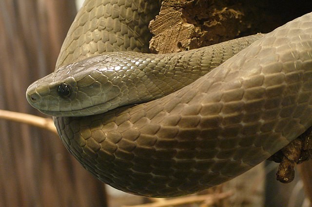 15 Little-Known Facts About Black Mambas | Light Wave