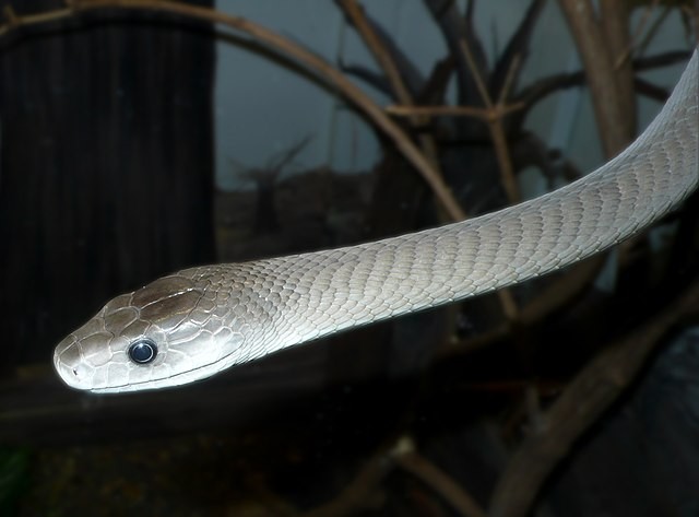 15 Little-Known Facts About Black Mambas | Light Wave