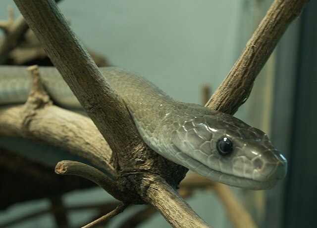 15 Little-Known Facts About Black Mambas | Light Wave