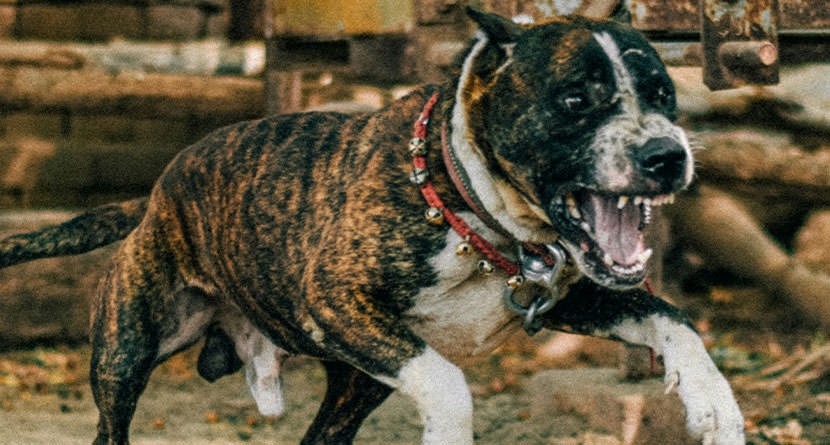 20 Of The Most Dangerous Animals On Earth | Light Wave