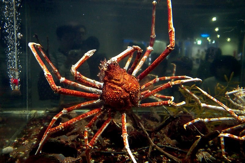 25 of the Weirdest Animals on Earth | Light Wave