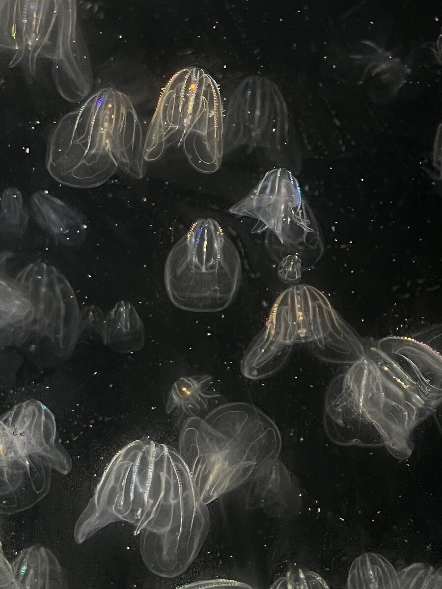 25 Weirdly Interesting Facts That'll Blow Your Mind | Light Wave