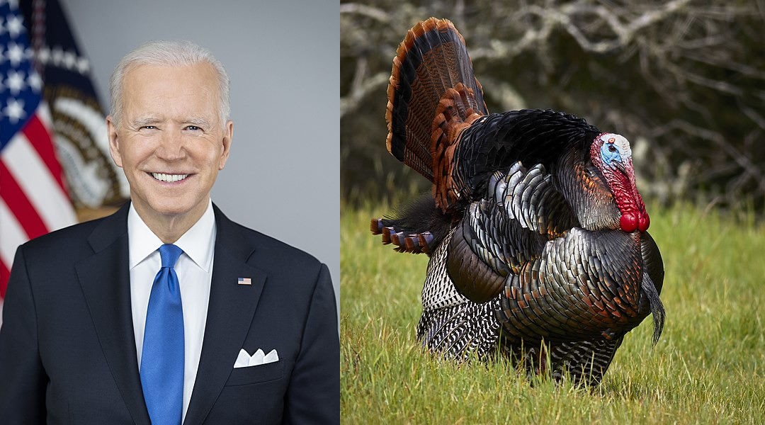81-year-old Biden to pardon Thanksgiving turkeys, kick off holiday ...