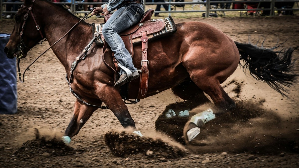 A Teen Competitor Allegedly Stabbed Three Rivals' Horses at 2 AM Before ...