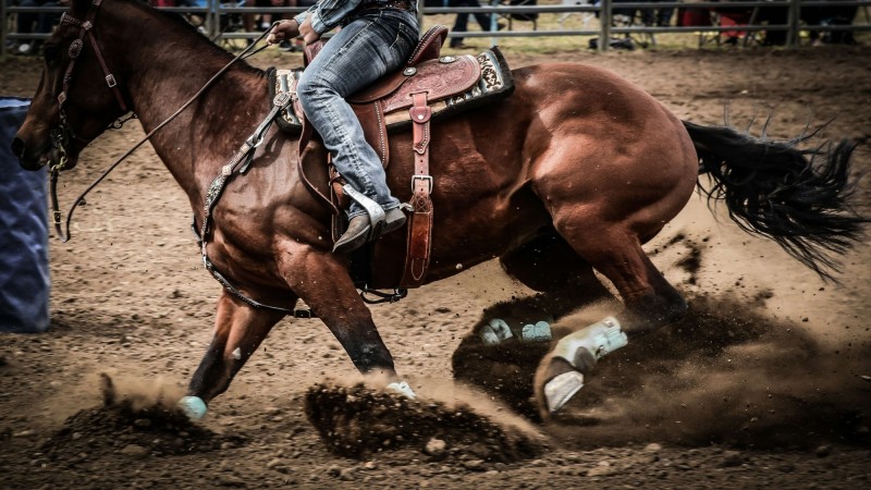 A Teen Competitor Allegedly Stabbed Three Rivals' Horses at 2 AM Before ...
