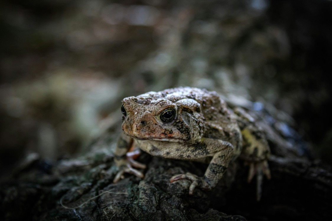 Beware Of Toxic Toads: A Deadly Threat To Pets | Light Wave