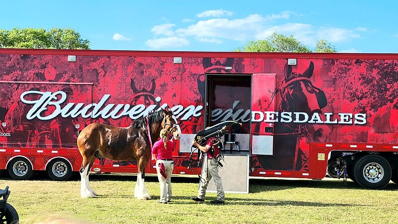 Budweiser ends Clydesdale tail amputations after PETA backlash | Light Wave
