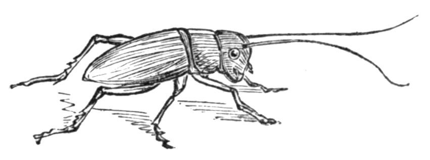 How Crickets Sing Their Way to Love: An Insect Version of American Idol ...