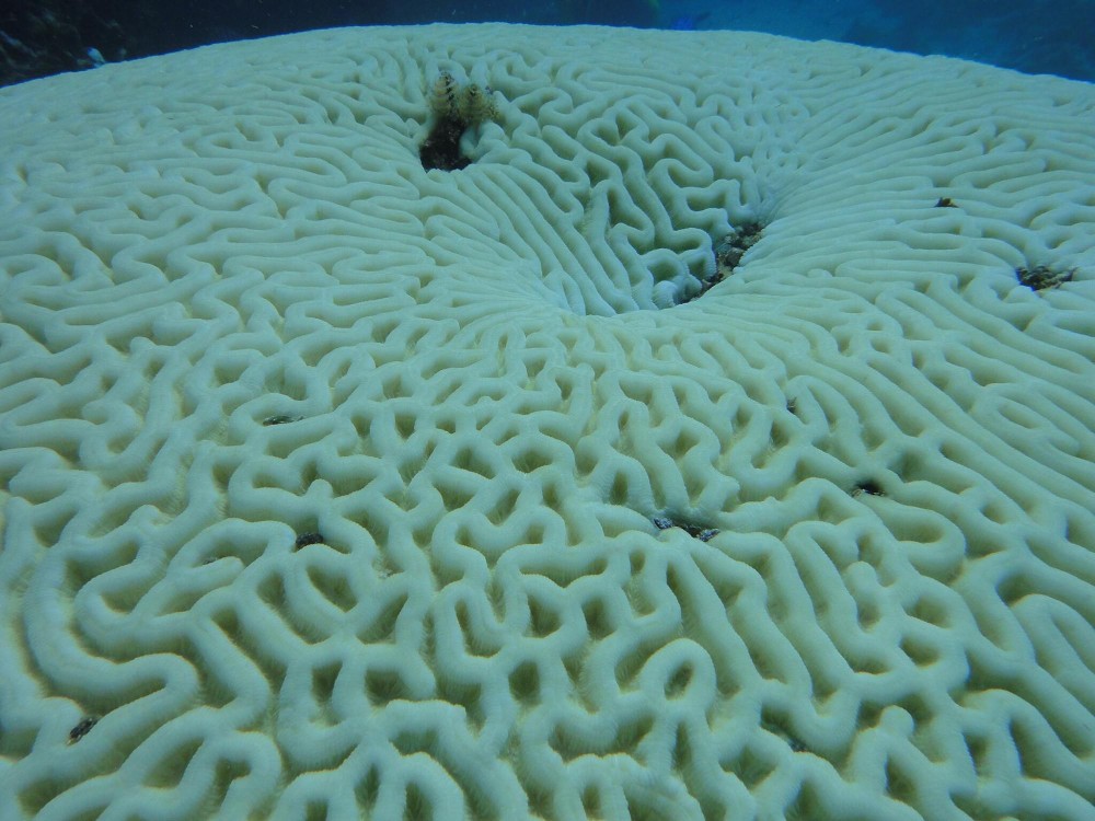 Ocean Temp Hits Record 101 Degrees - FL Coral Reefs Risk Extinction ...
