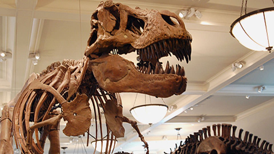 Scientists reveal what led to the extinction of dinosaurs 66 million ...