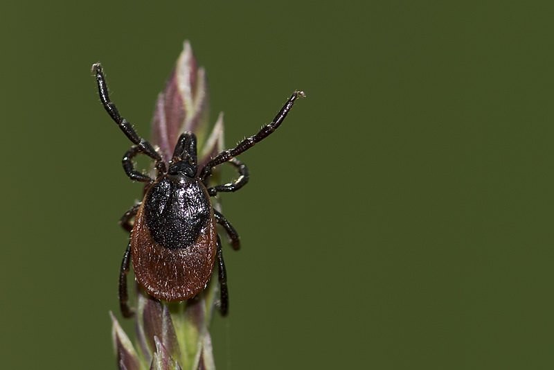 The new winter threat: how ticks are spreading Lyme disease | Light Wave